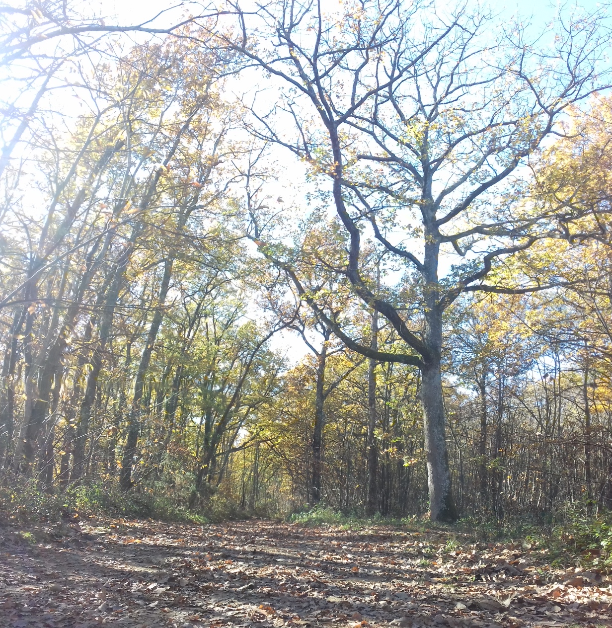 Pourquoi les feuilles tombent-elles en Automne ? - La Nature d'Eric